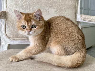 British Shorthair Golden Male - Male British Shorthair Kitten For Sale ...