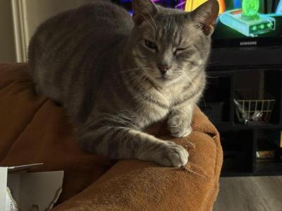 Bender - Male Domestic Cat For Sale in Texas, United States | Profile ...