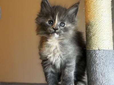 Disney Litter - Female Maine Coon Kitten For Sale in Missouri, United ...
