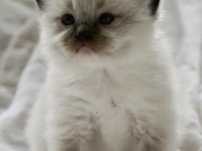 Pepper - Male Ragdoll Kitten For Sale in Florida, United States ...